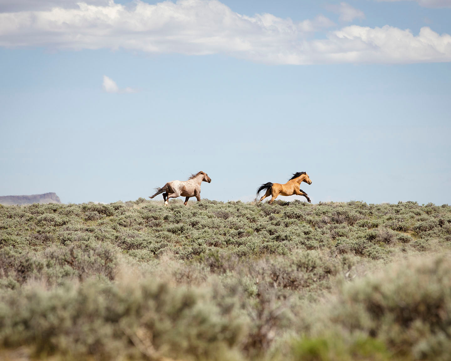 Chase- Wild Mustangs