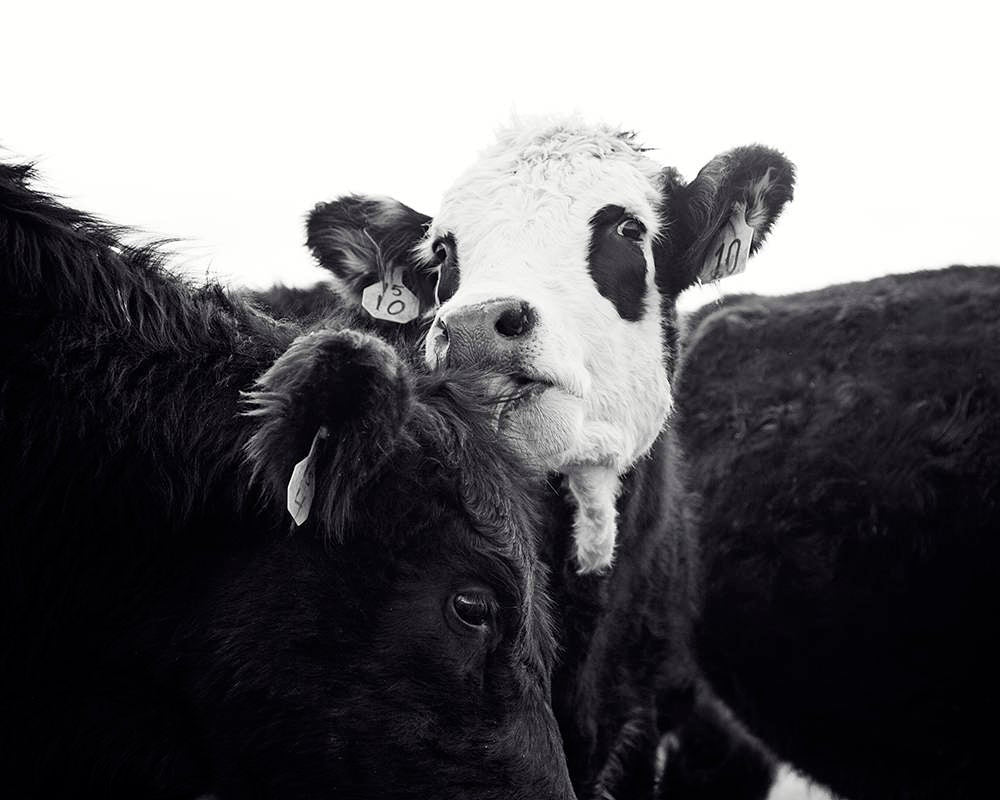 Cattle Photography